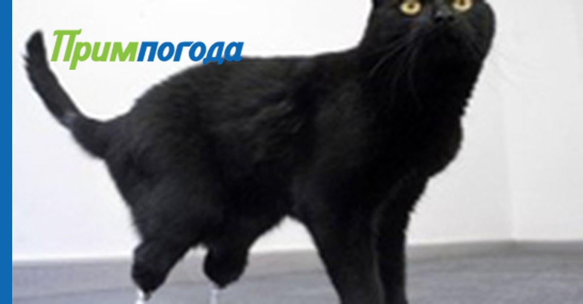 Появился первый в мире бионический кот